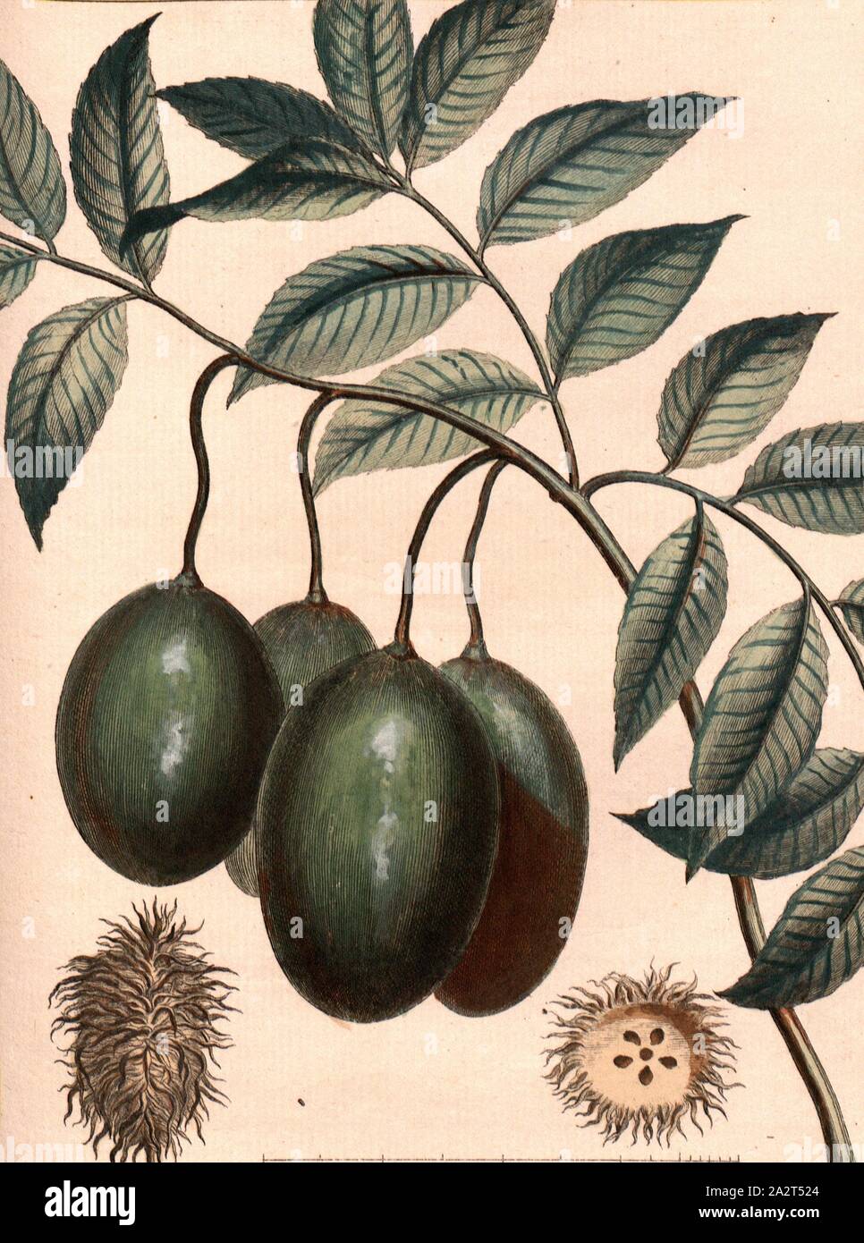 Kythira tree hi-res stock photography and images - Alamy