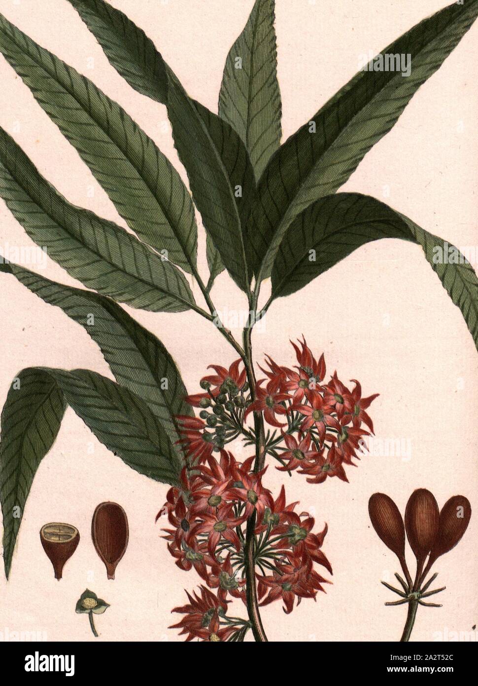 Mast tree polyalthia longifolia hi-res stock photography and images - Alamy