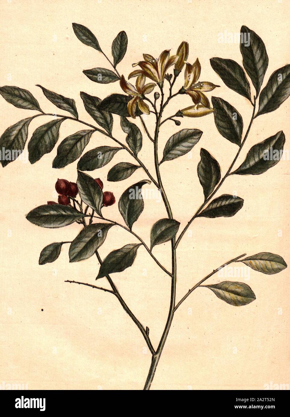 Marsana buxifolia hi-res stock photography and images - Alamy