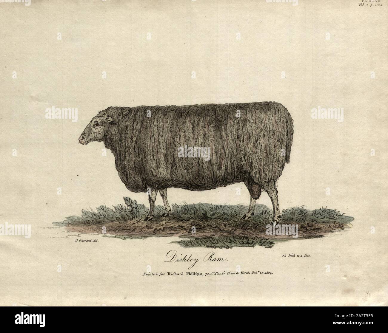Dishley hi-res stock photography and images - Alamy