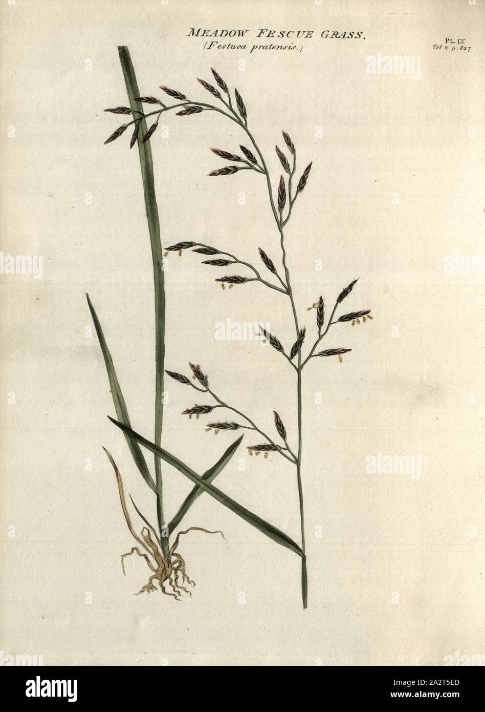 Meadow Fescue Grass (Festuca pratensis), Meadow Fescue, Fig. 8th., Pl ...