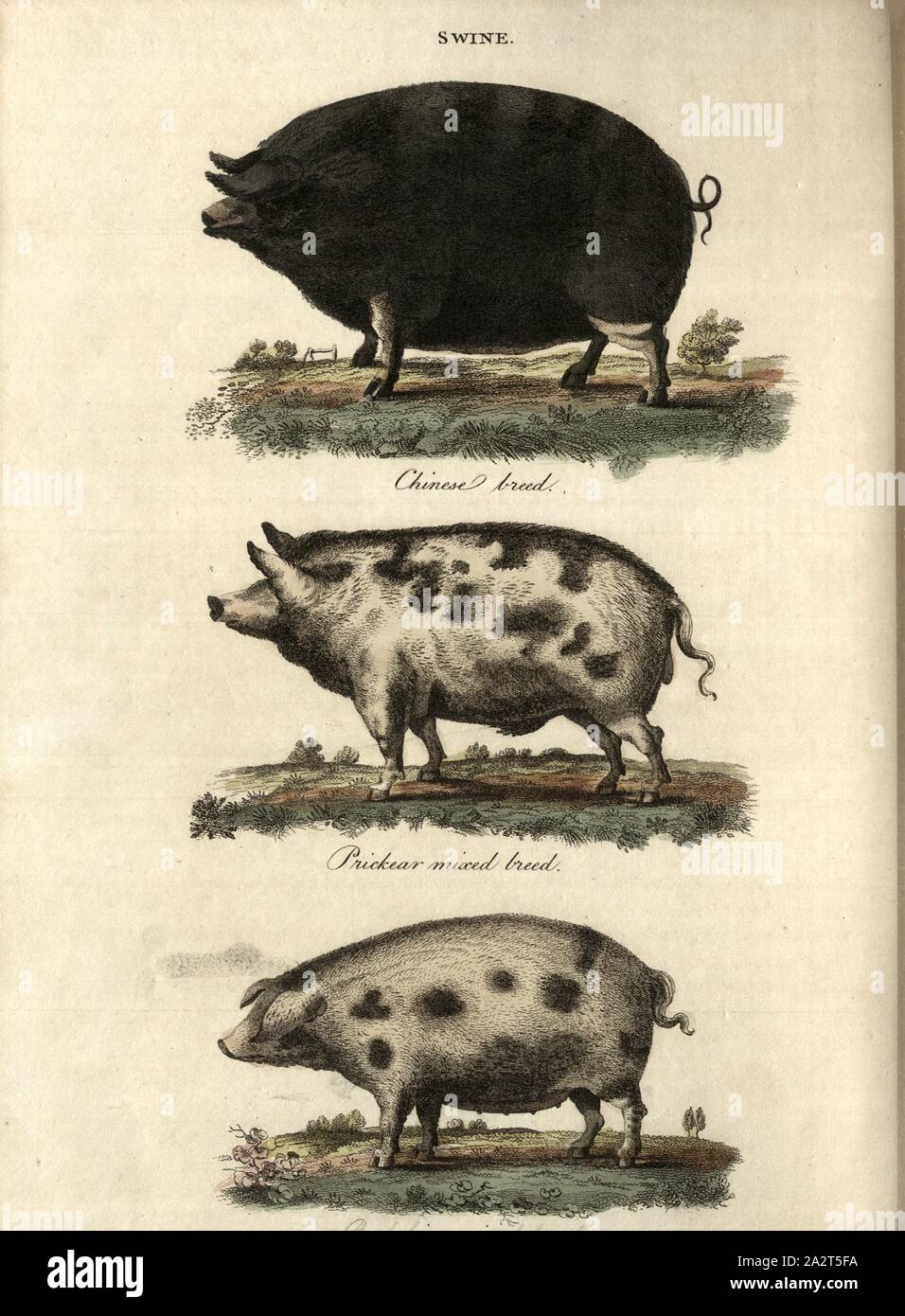 Different pig breeds hi-res stock photography and images - Alamy