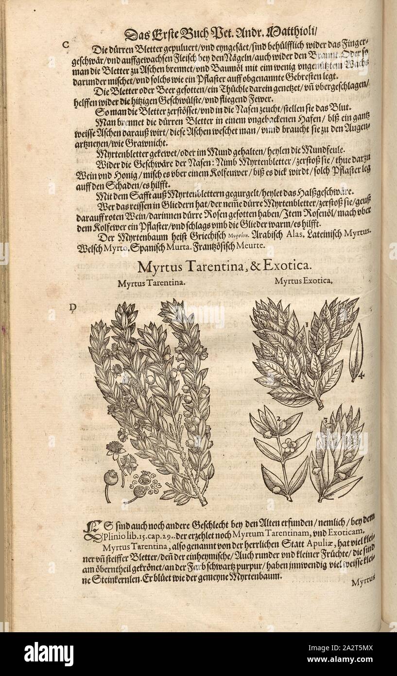 Taranto tree, myrtle, Exotica, Myrtle species, fol. 72v, 1590, Pietro ...