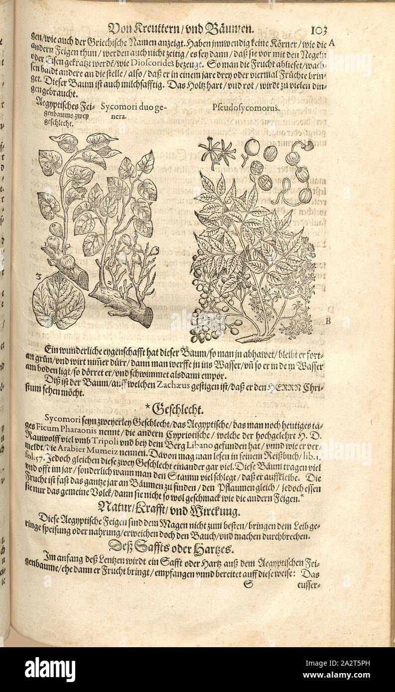 Egyptian sycamore hi-res stock photography and images - Alamy