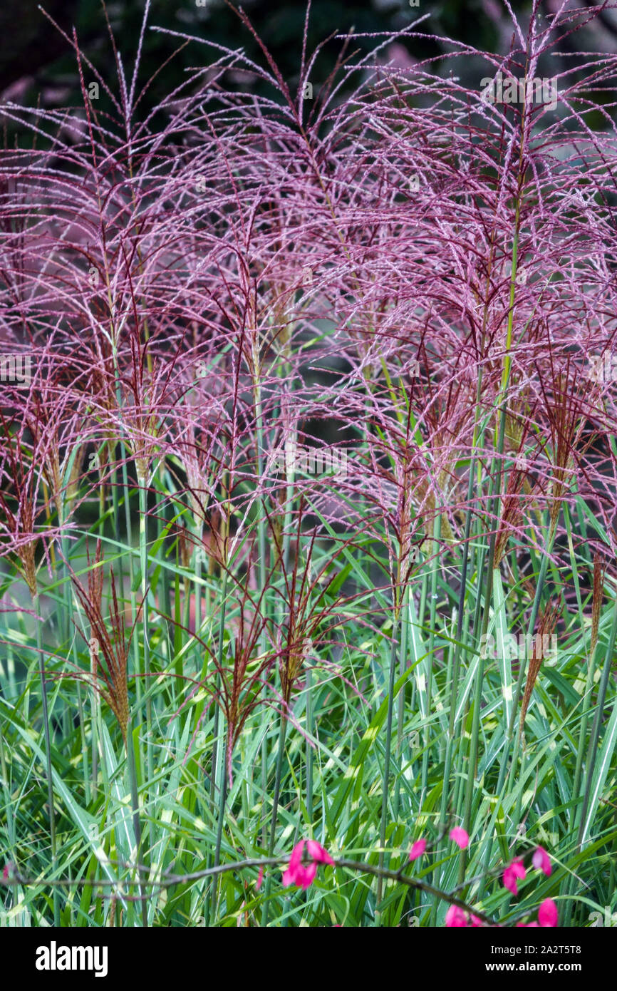 Little Dot Grass Miscanthus sinensis 'Puenktchen' Maiden Grass ...