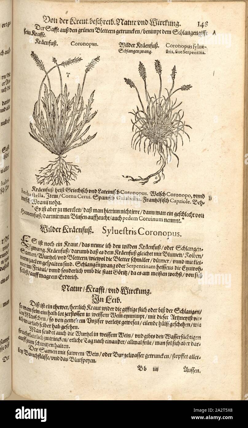 Coronopus sylvestris hi-res stock photography and images - Alamy