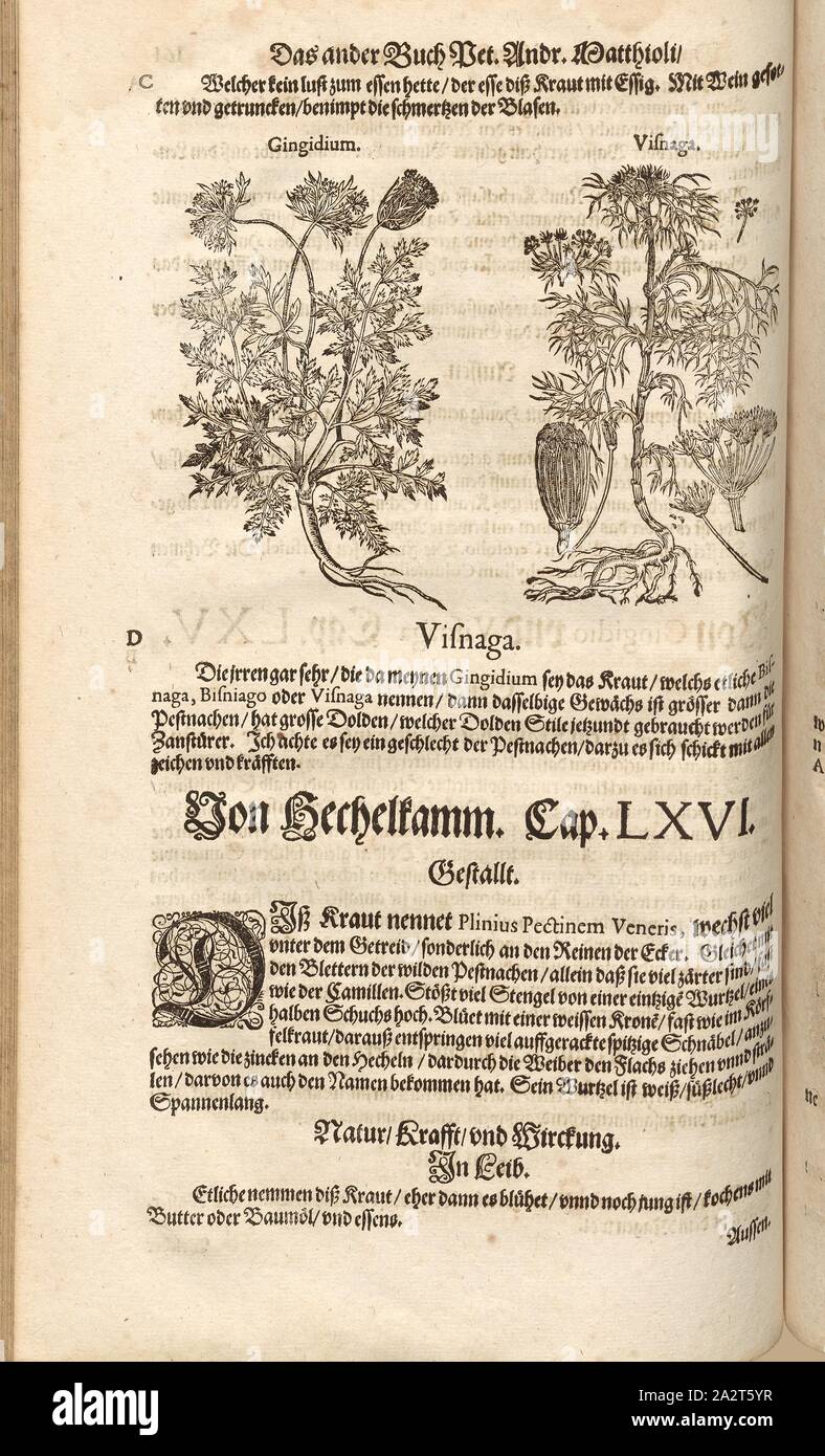 Gigidiu at vising, herb, fol. 161v, 1590, Pietro Andrea Mattioli ...