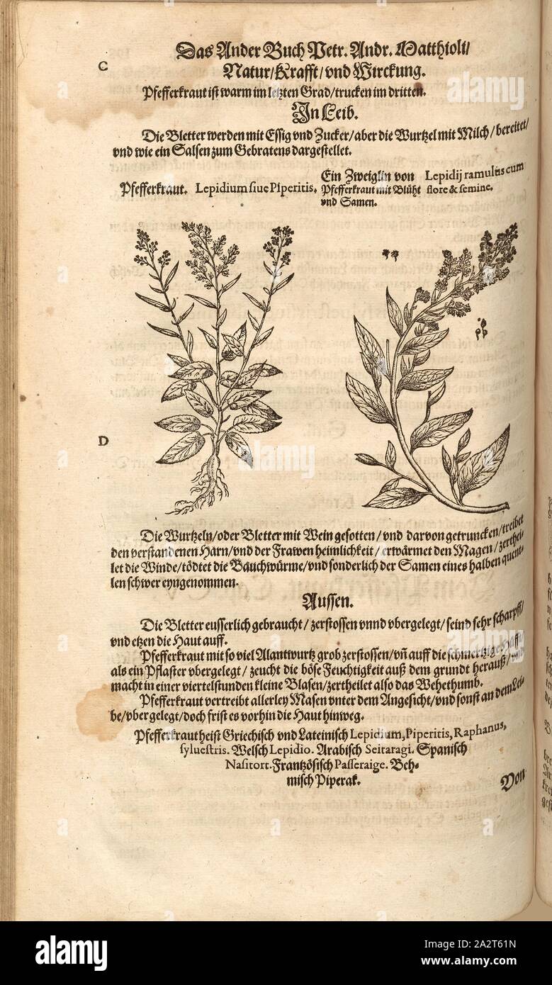 Piperitis hi-res stock photography and images - Alamy