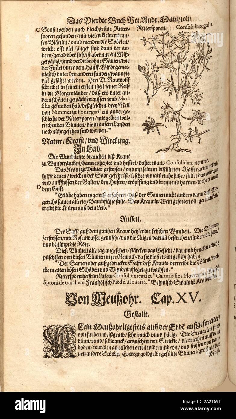 Knight spurs hi-res stock photography and images - Alamy