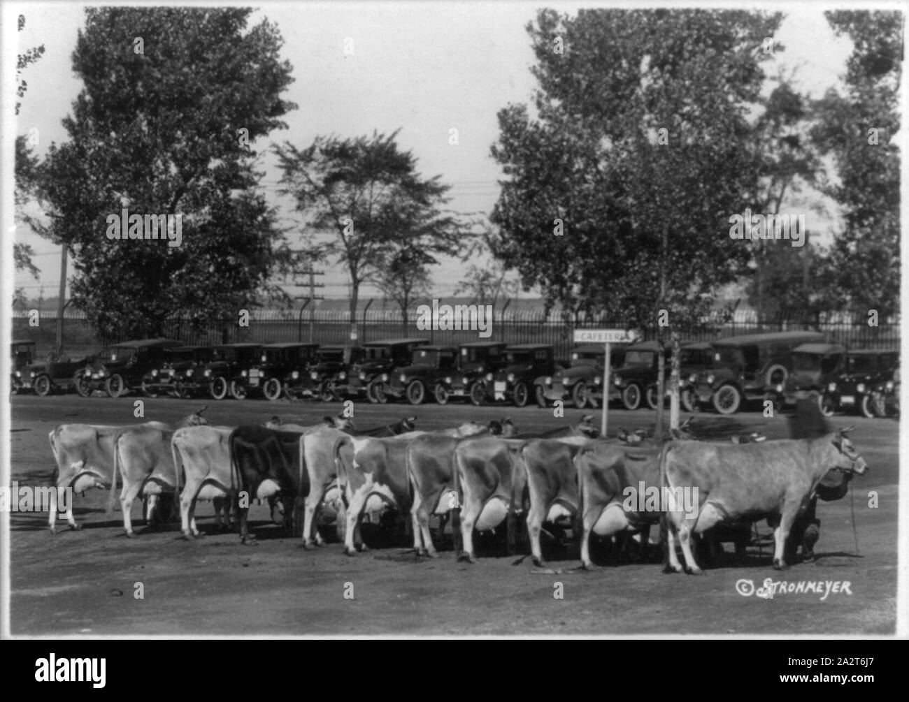 Rear and side view of 11 champion cattle in a row; identified on verso ...