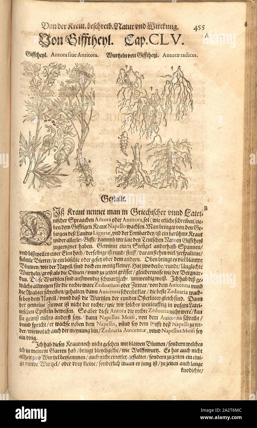 Andrea roots hi-res stock photography and images - Alamy