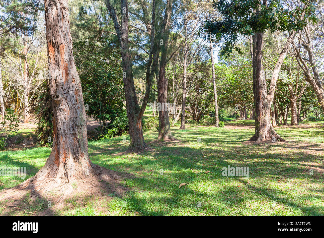 Scenic trees grass fields scattered perspective of nature reserve park ...