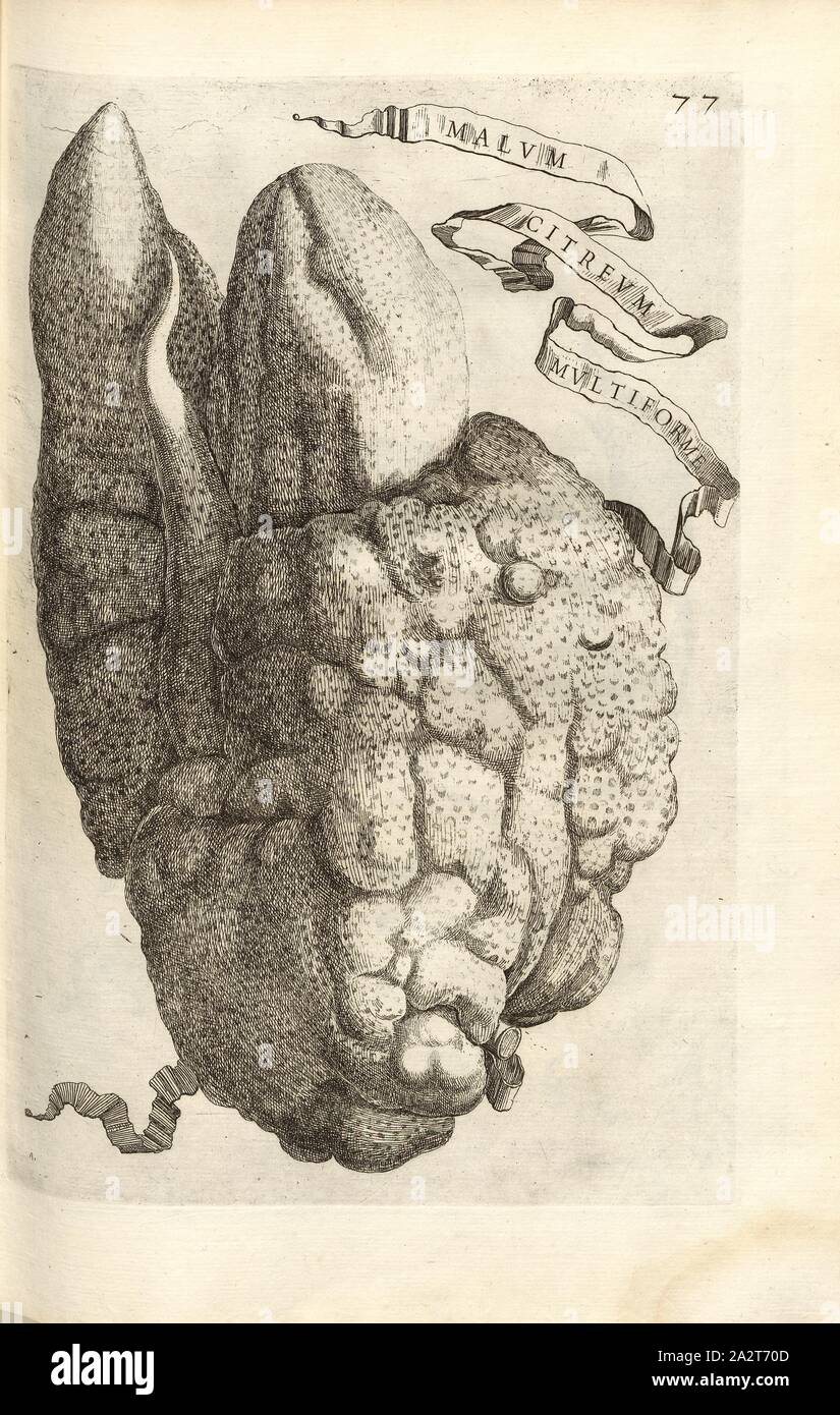 Malum hi-res stock photography and images - Alamy