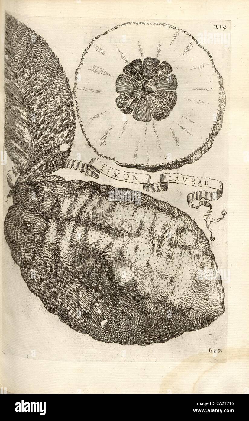 Fig 32 hi-res stock photography and images - Alamy