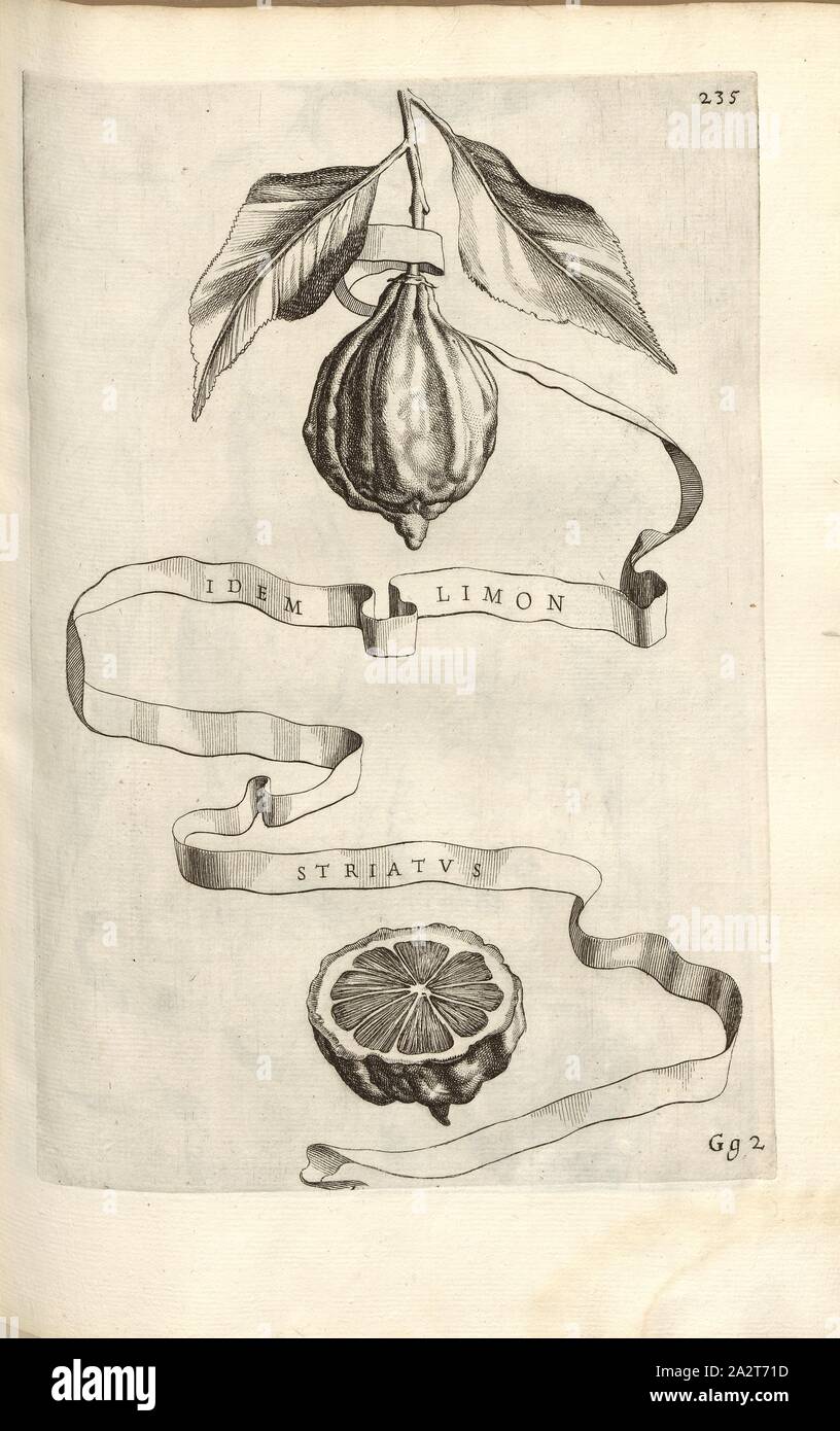 Fig 38 hi-res stock photography and images - Alamy