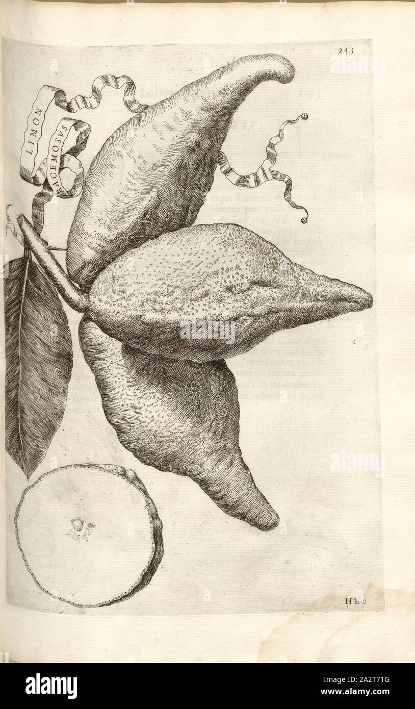 Racemosus High Resolution Stock Photography and Images - Alamy