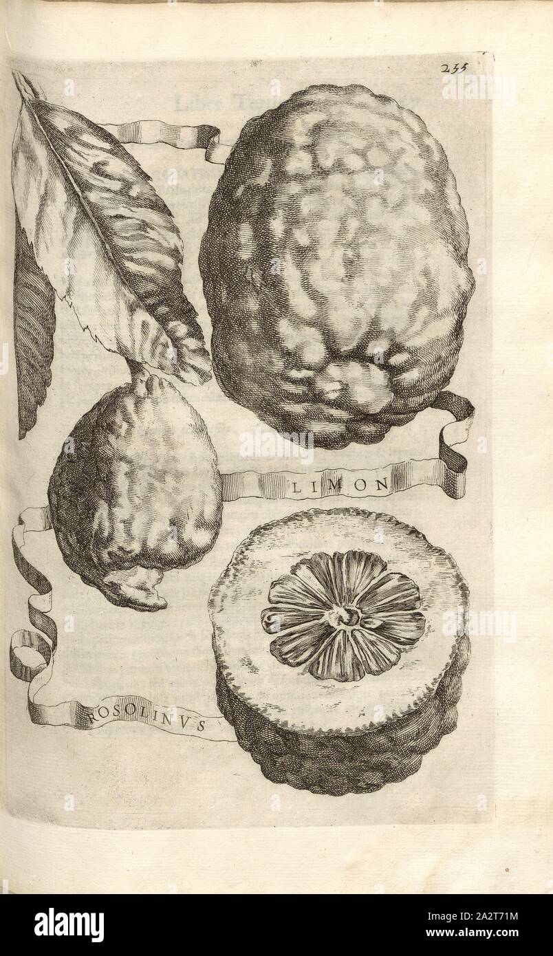 Sumptibus hi-res stock photography and images - Alamy