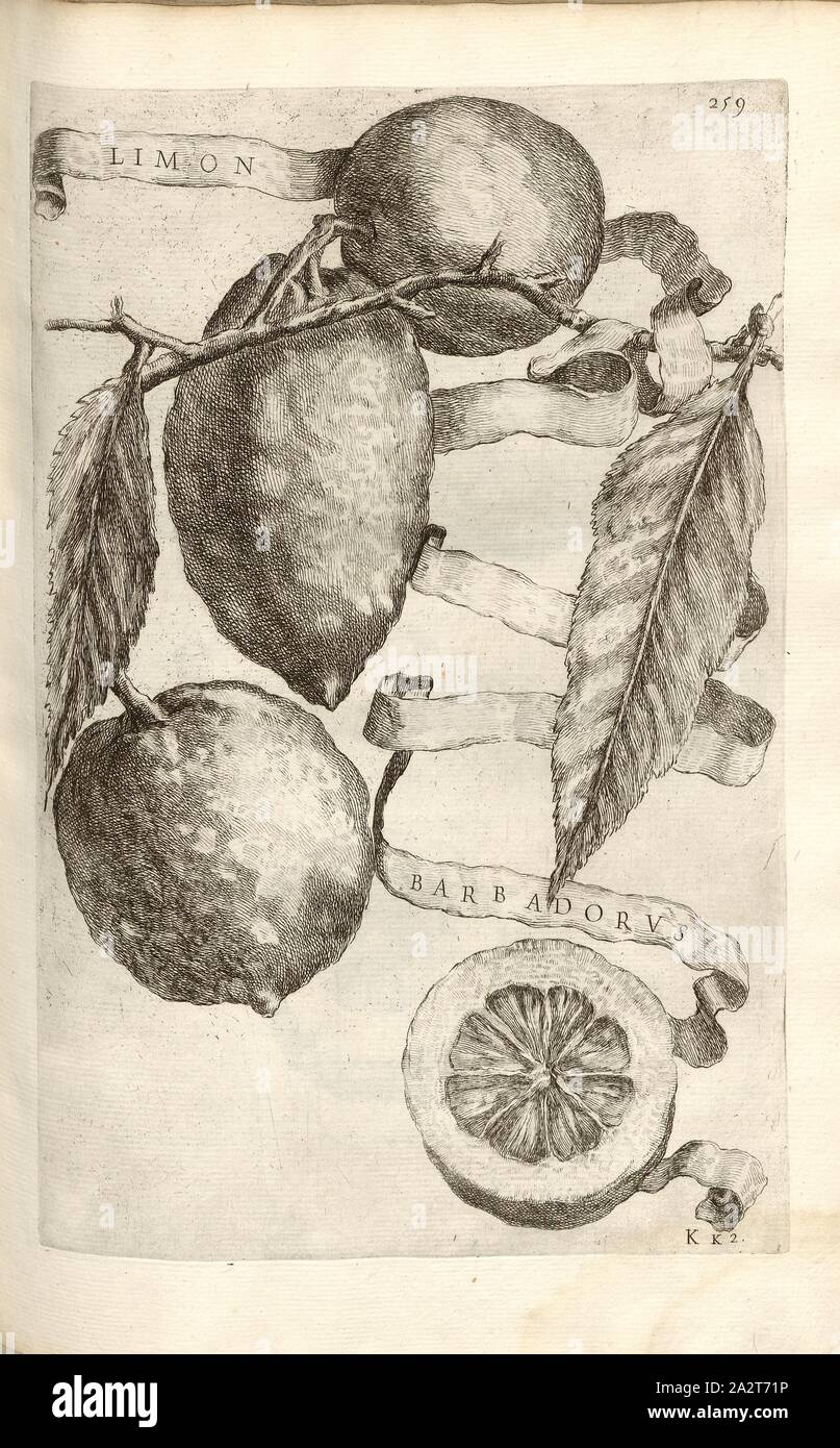 Barbadorus hi-res stock photography and images - Alamy