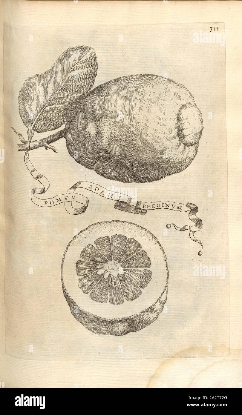 Adam's apple hi-res stock photography and images - Alamy