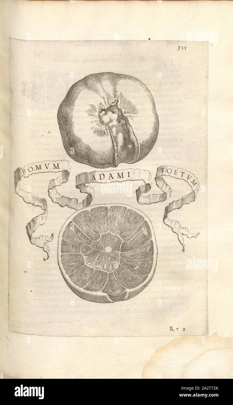 Ferrari 310 hi-res stock photography and images - Alamy