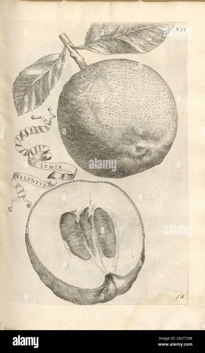 Sumptibus hi-res stock photography and images - Alamy