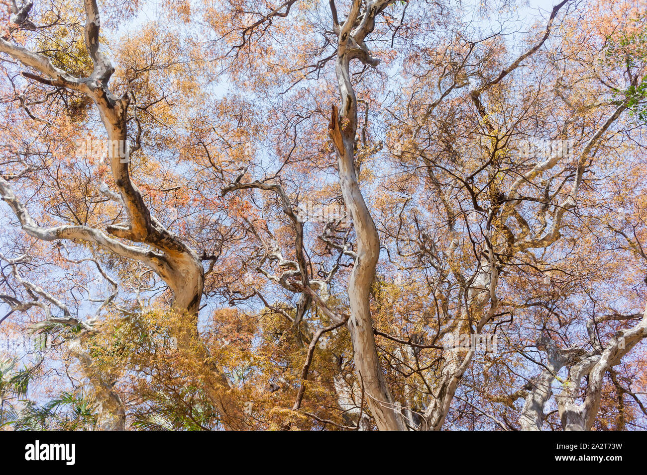 Large tree thick branches spread out upward photo in blue sky with ...