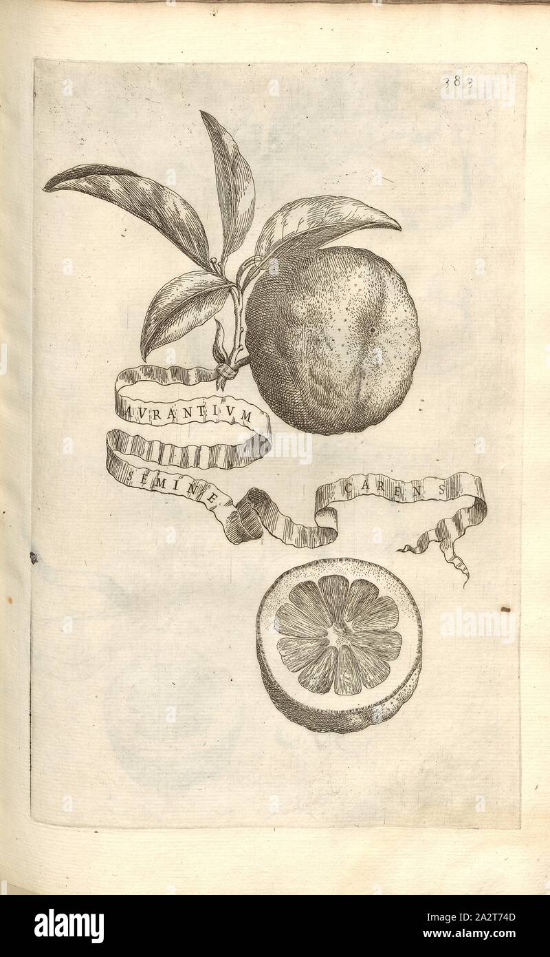 Seed p hi-res stock photography and images - Alamy