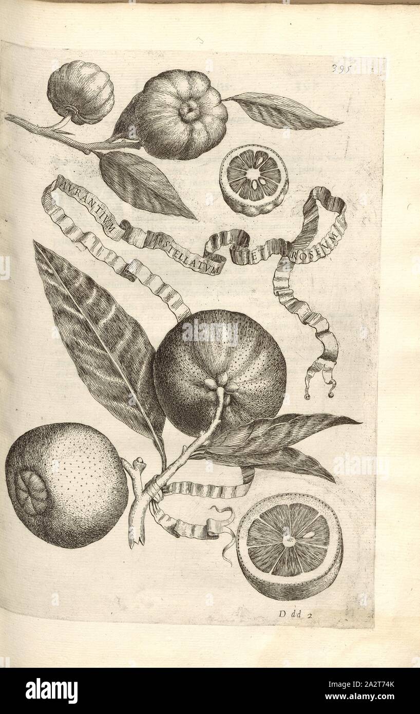 Auratium starred hi-res stock photography and images - Alamy