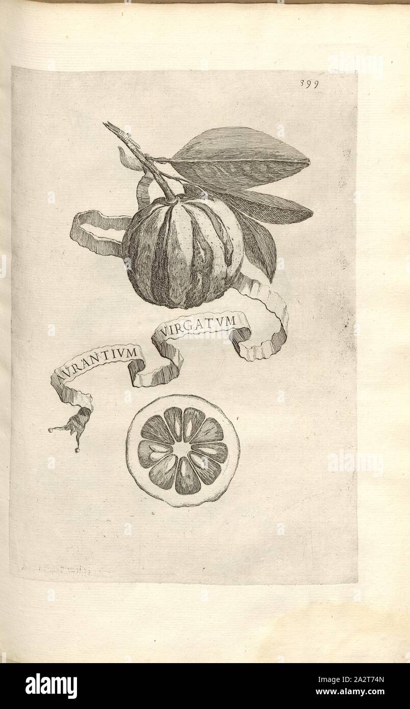 Aurantium virgatum hi-res stock photography and images - Alamy