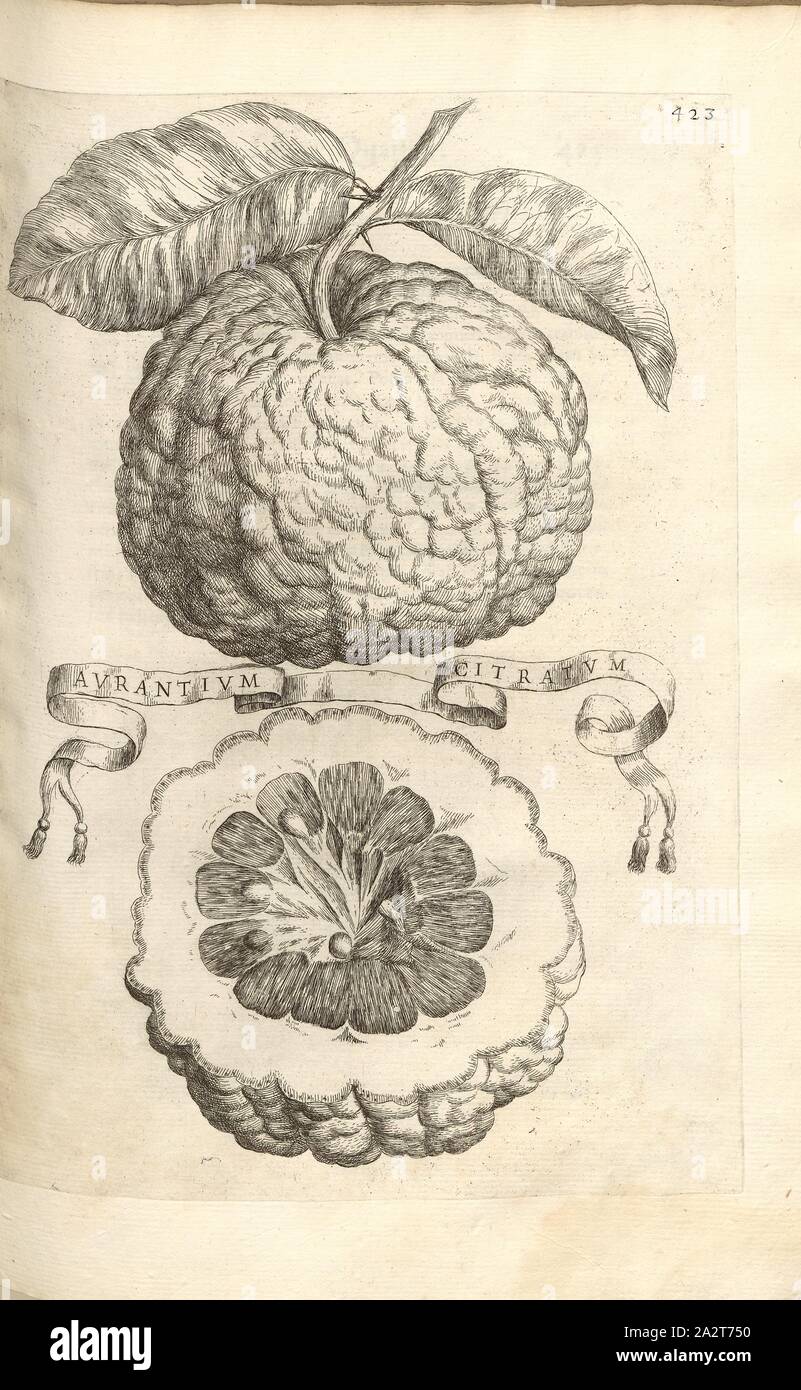 Aurantium citratum hi-res stock photography and images - Alamy