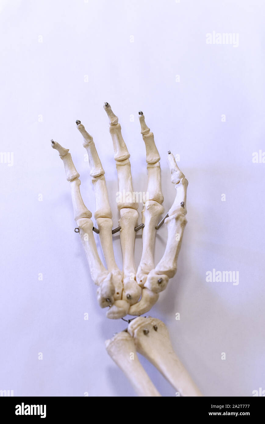 Distal phalanges of hand hi-res stock photography and images - Alamy