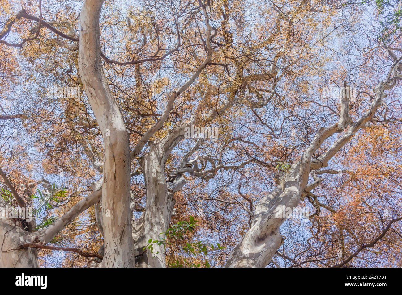 Large tree thick branches spread out upward photo in blue sky with ...