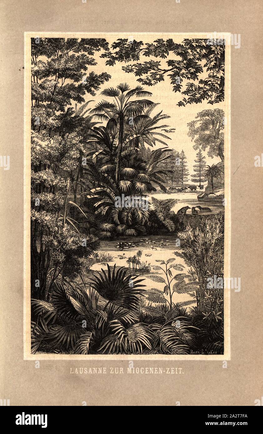 19th century miocene era lausanne hi-res stock photography and images ...