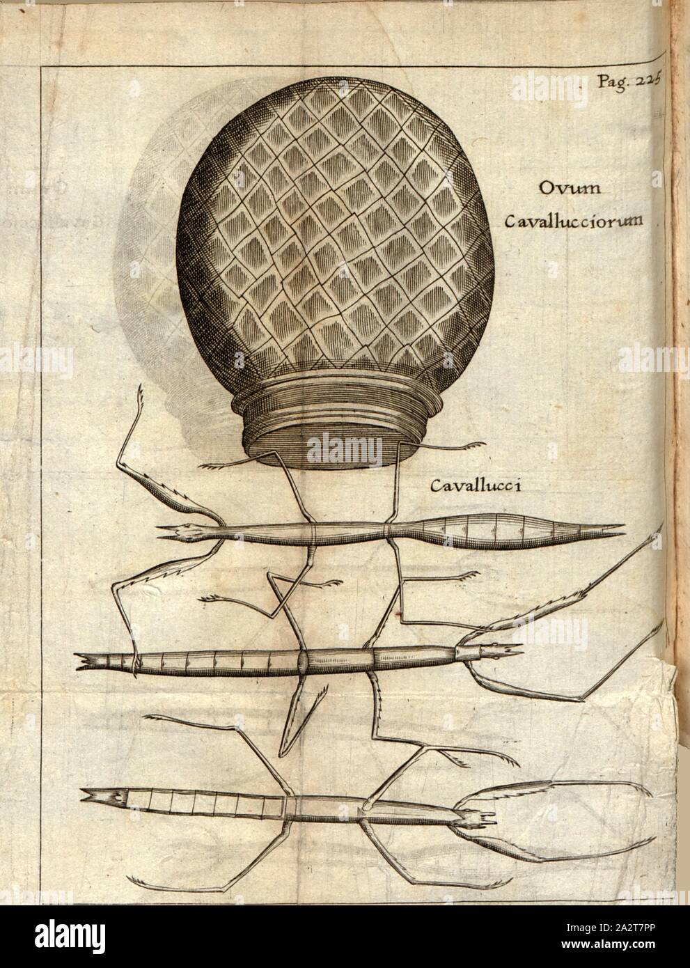Sumptibus andreae frisii hi-res stock photography and images - Alamy