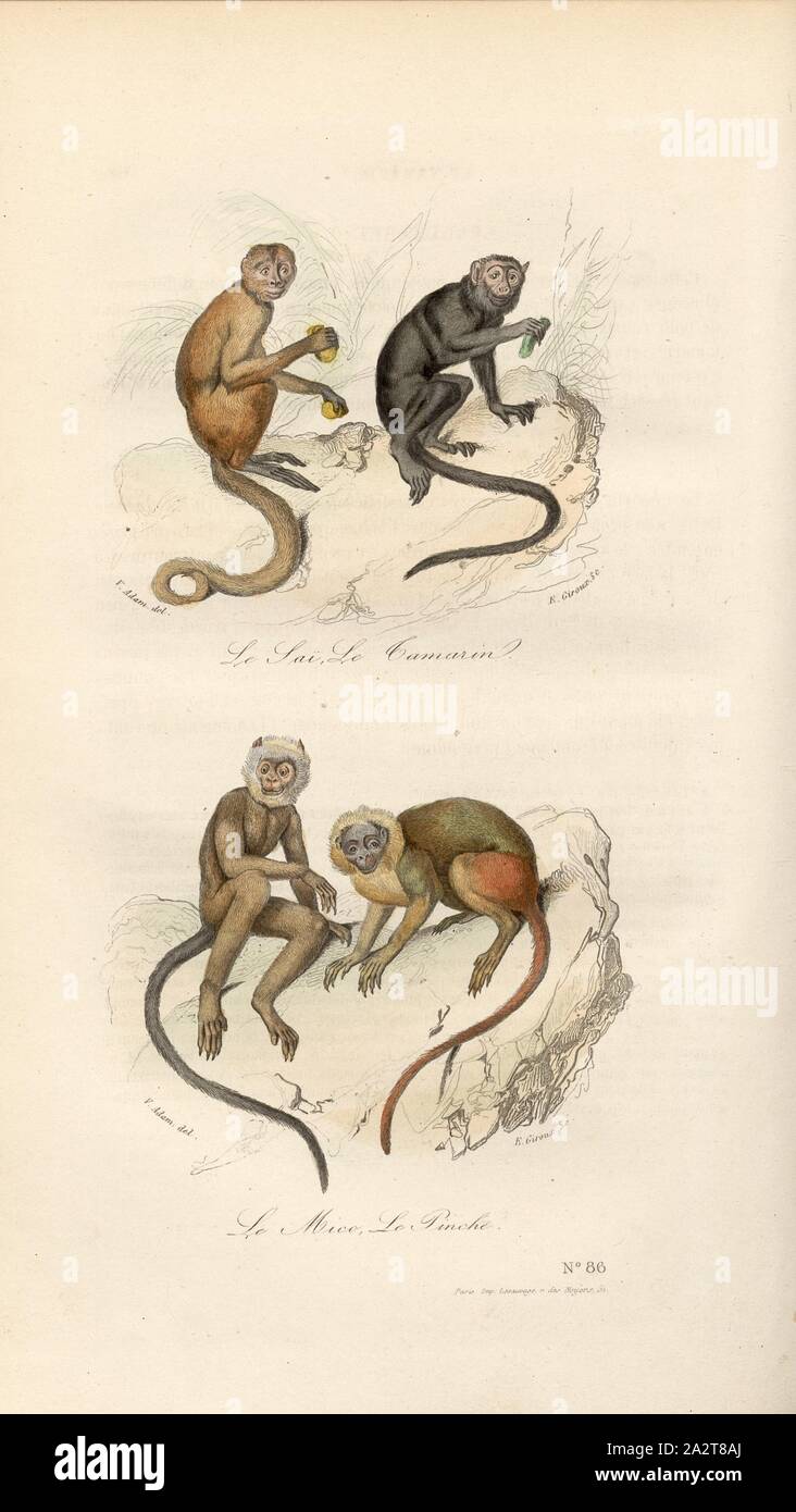 The Sai, The Tamarin and The Mico, The Pinche, Monkeys, Signed: V. Adam ...