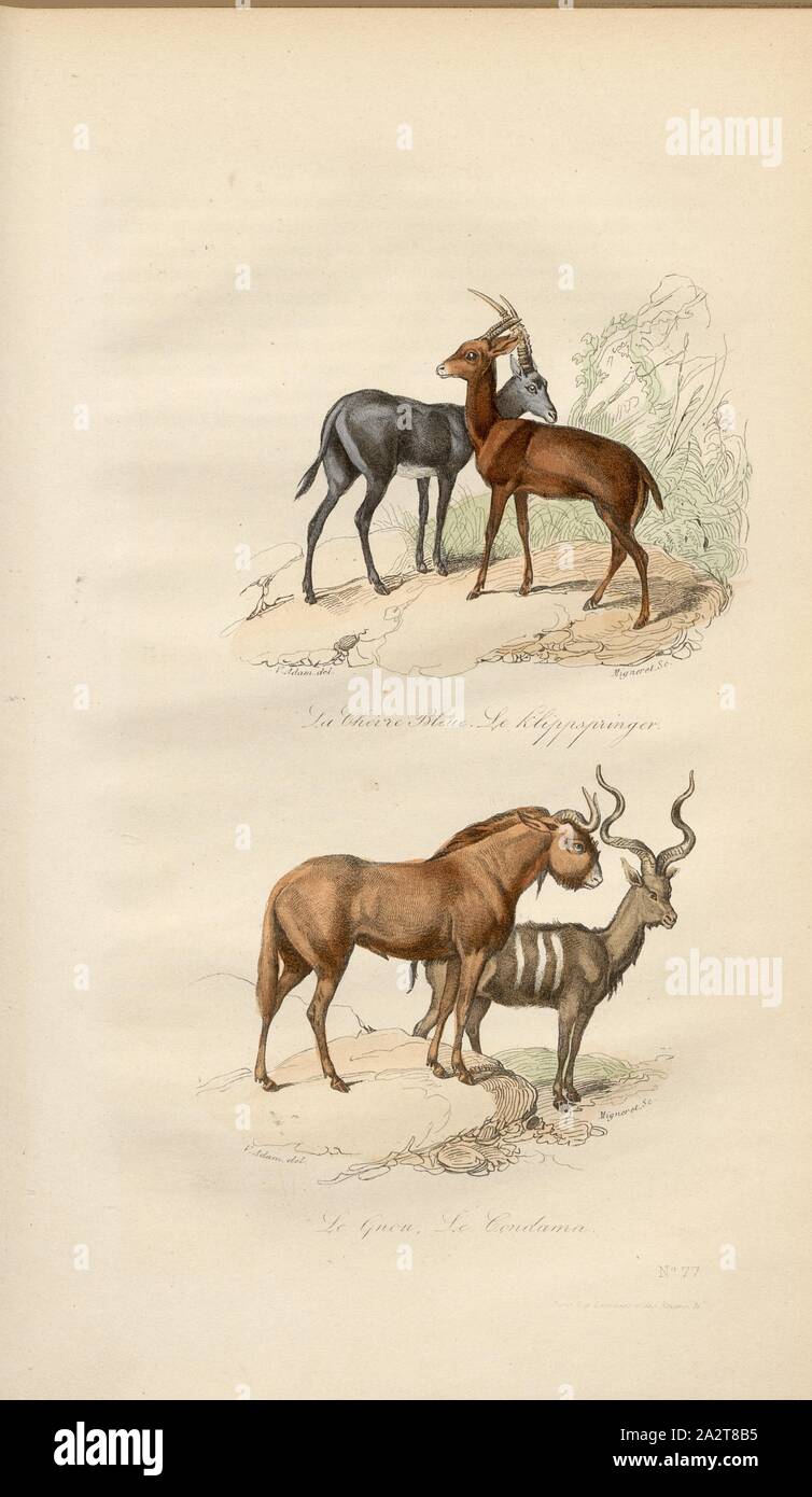 The Blue Goat, The Klippspringer and The Gnu, The Condoma, Antelope ...