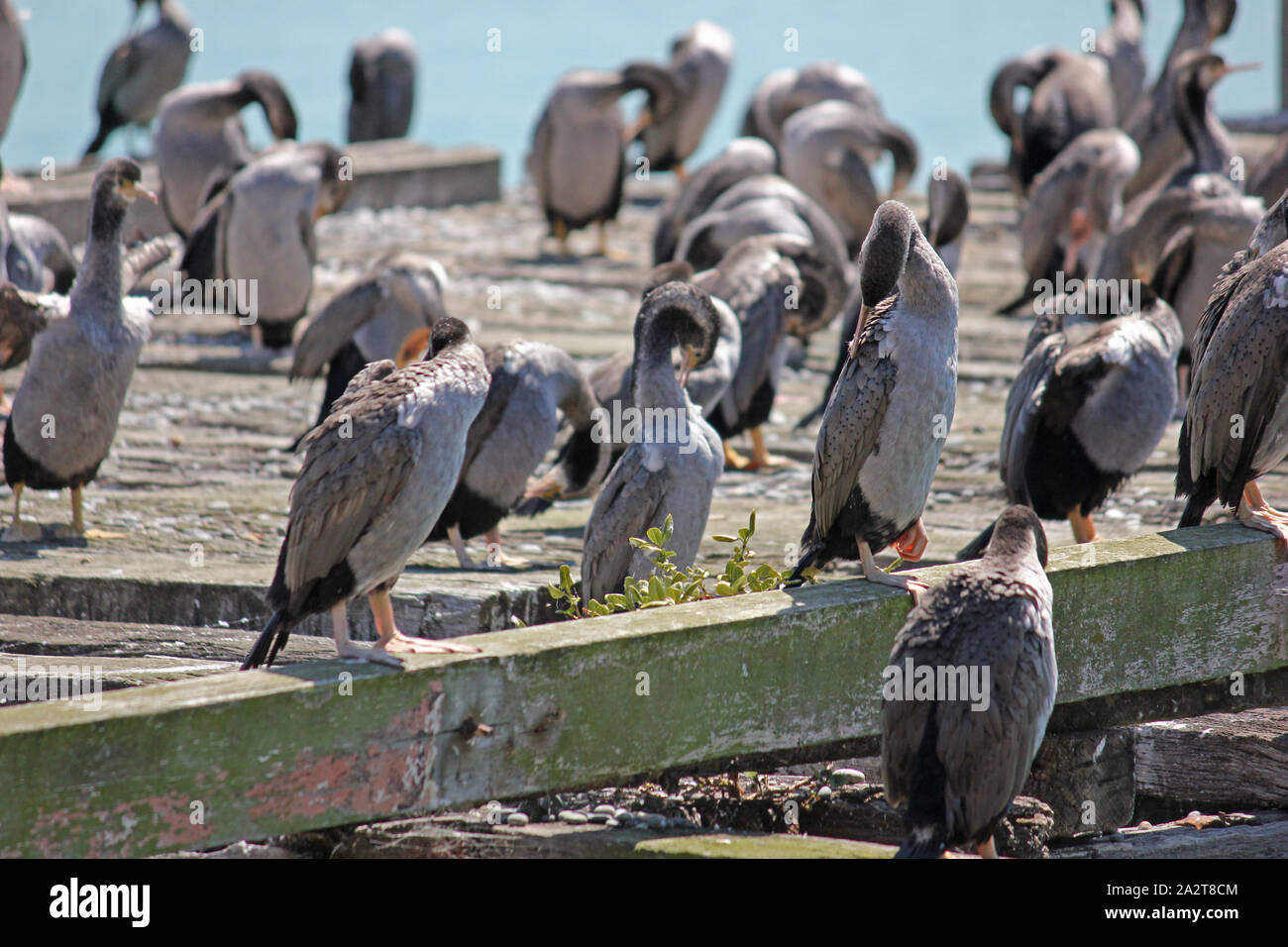 Birds sunbathing on a pier in new zealand Stock Photo - Alamy
