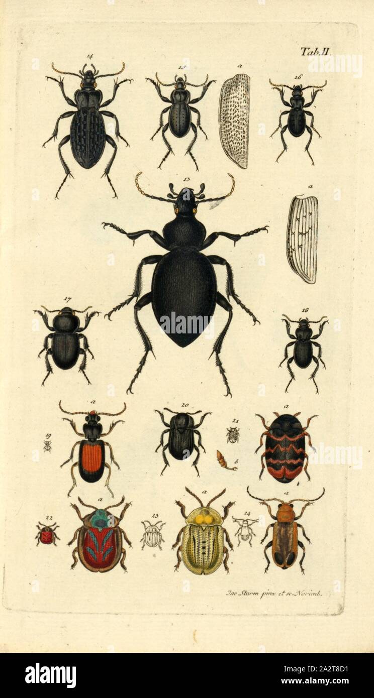 Various beetles hi-res stock photography and images - Alamy