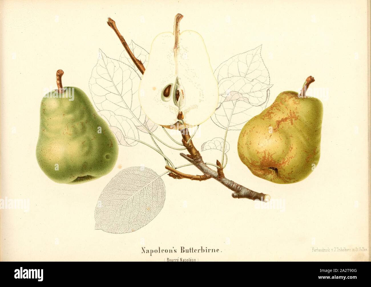 Napoleon's Butterbirne, Swiss pear variety, Beurré Napoléon, Signed ...