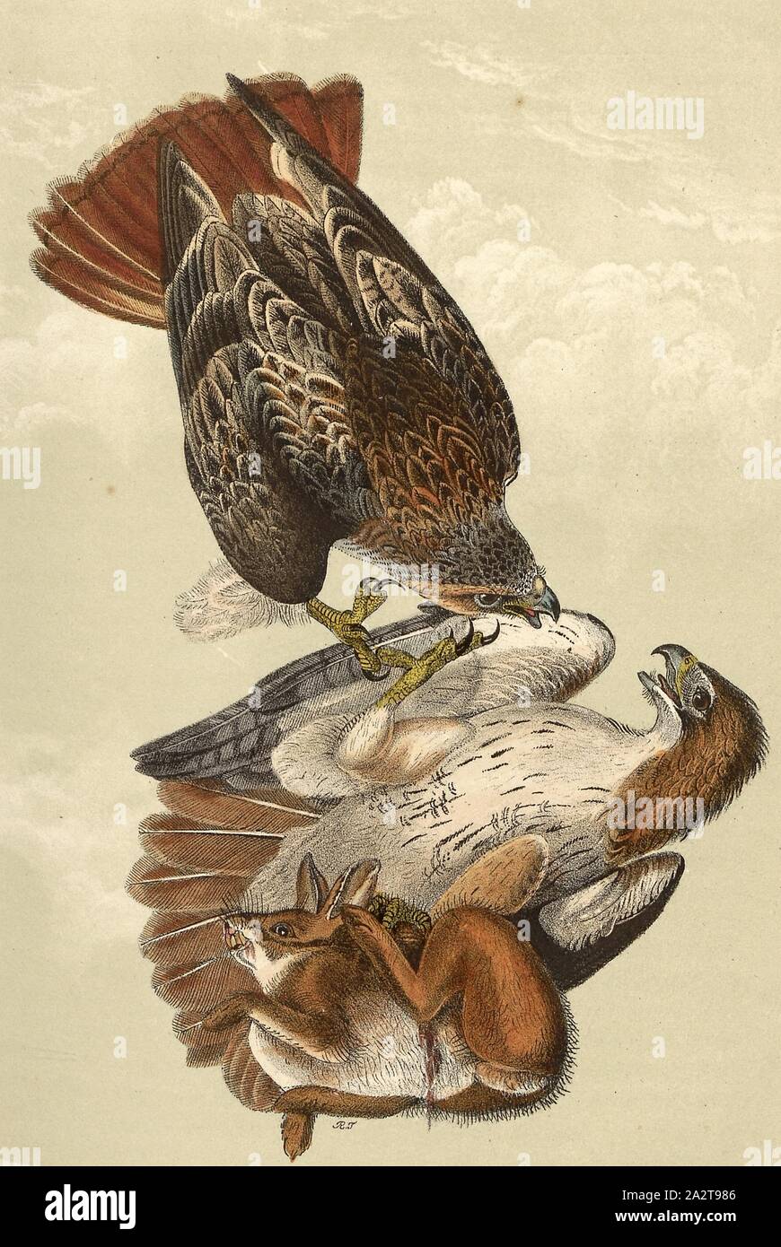 Buteo borealis hi-res stock photography and images - Alamy