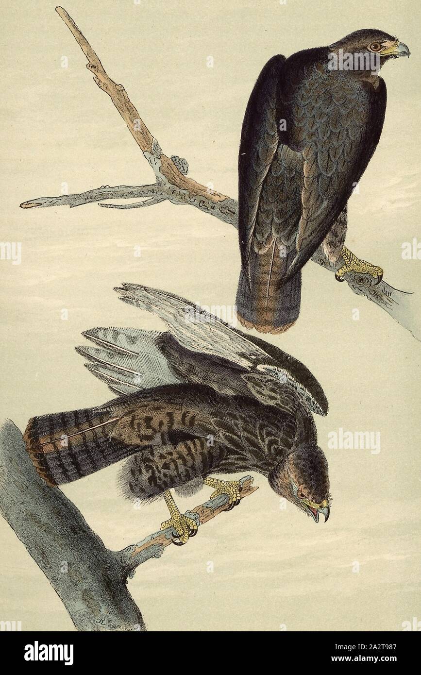 Red tailed hawkbill hi-res stock photography and images - Alamy