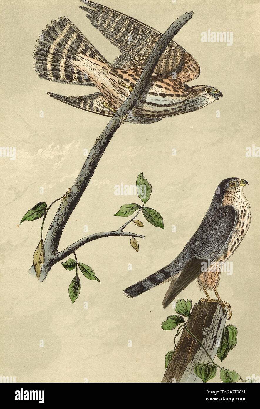 Pigeon Falcon, Merlin (Falco columbarius), Signed: J.J. Audubon, J.T ...
