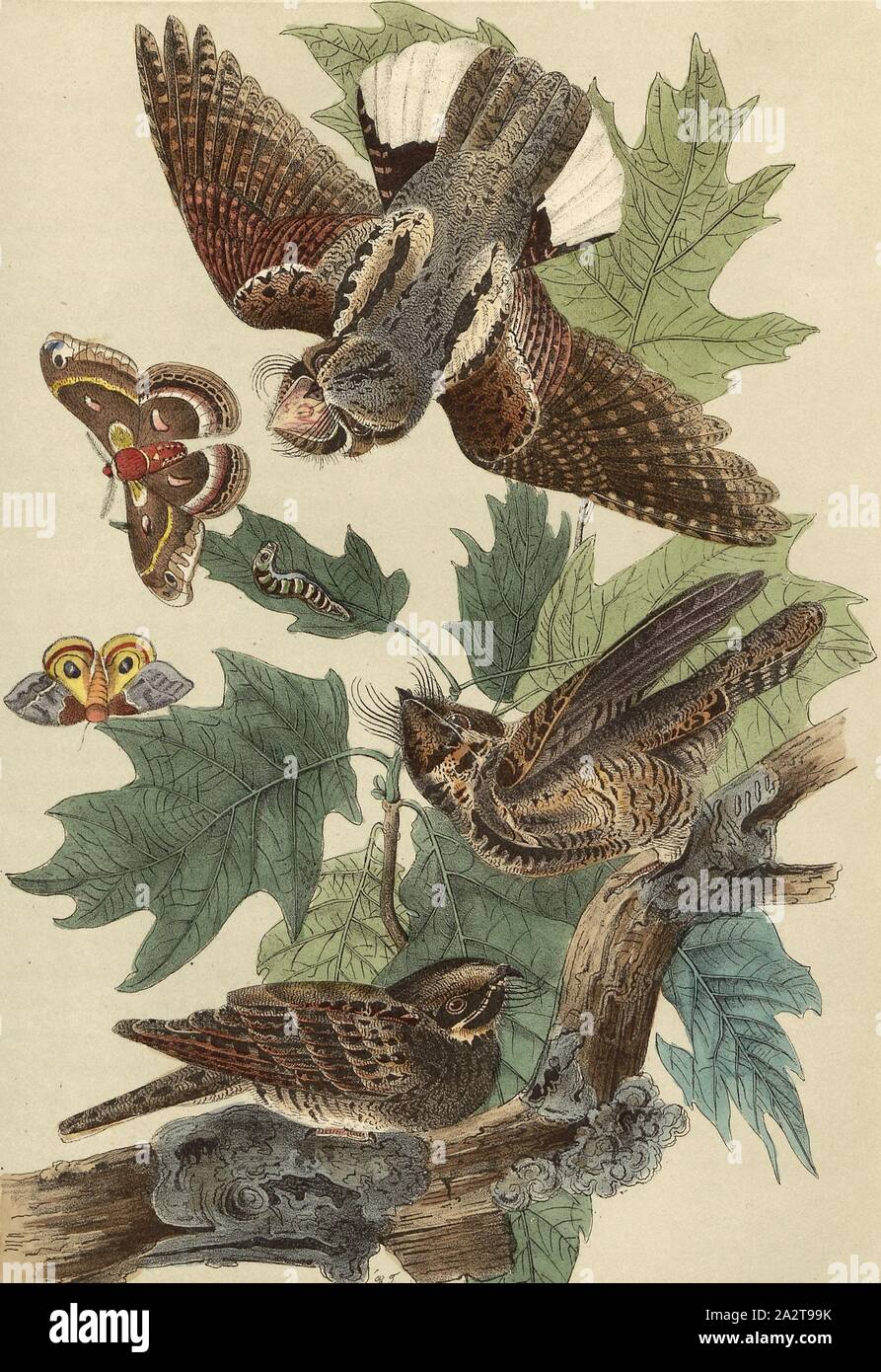 Quercitron quereus tinctoria hi-res stock photography and images - Alamy