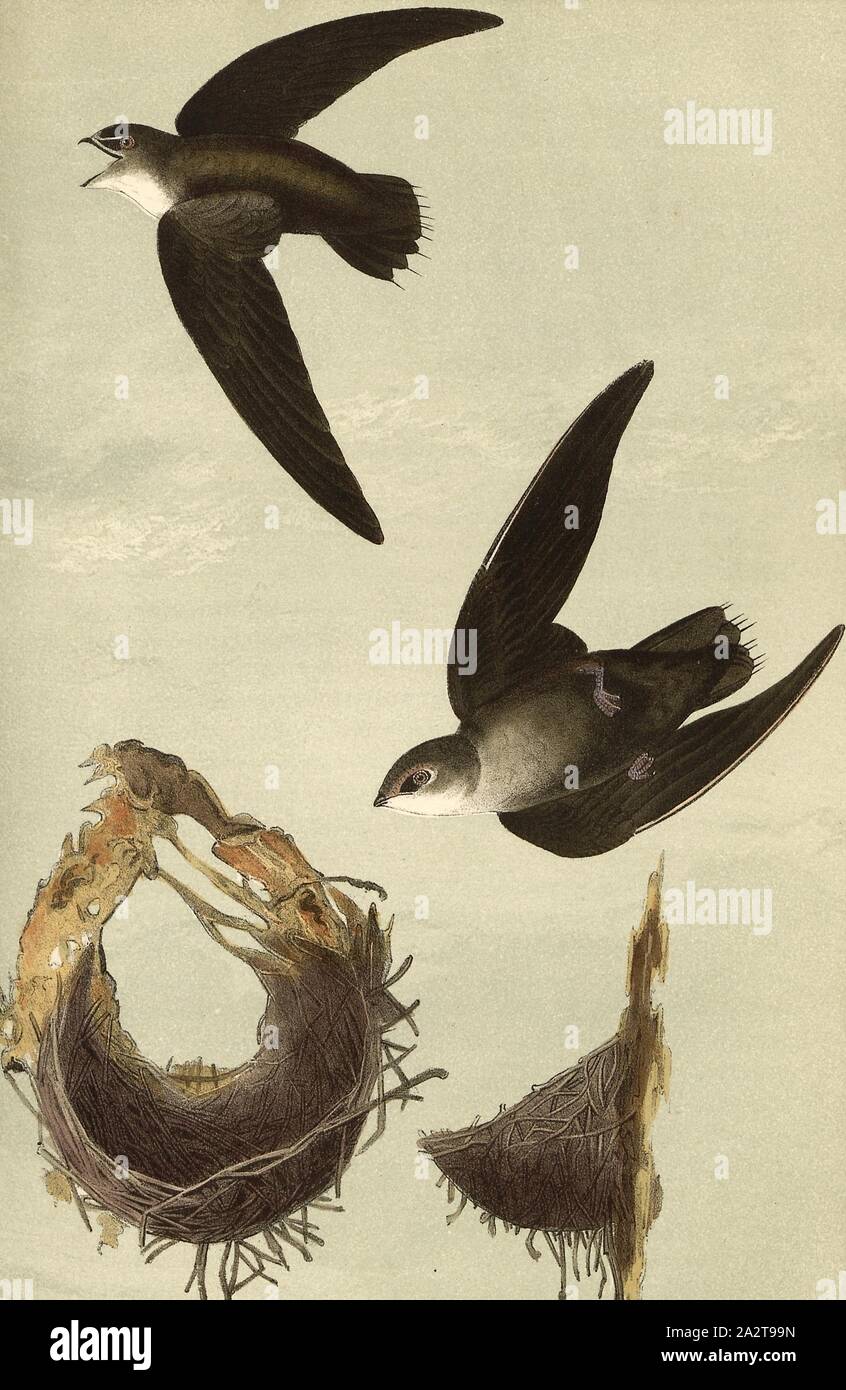 Chimney swift birds hi-res stock photography and images - Alamy