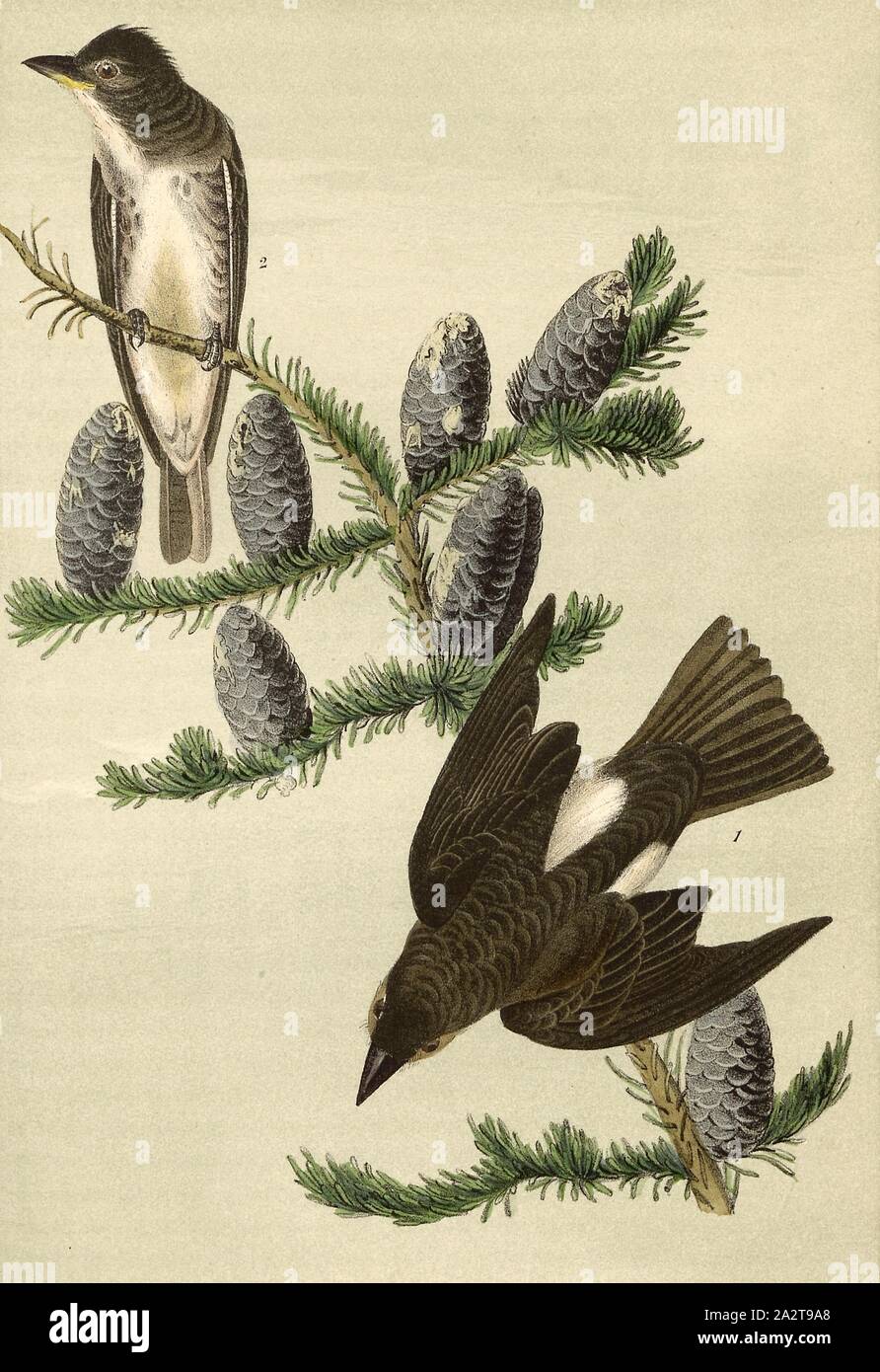 Pinus balsam hi-res stock photography and images - Alamy