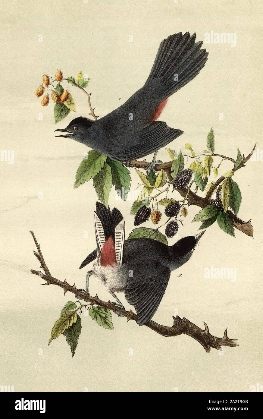 Orpheus carolinensis hi-res stock photography and images - Alamy