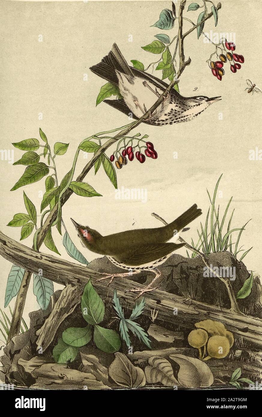 Nightshade pl hi-res stock photography and images - Alamy