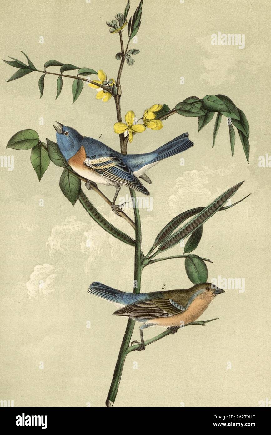 Spanish birds hi-res stock photography and images - Alamy