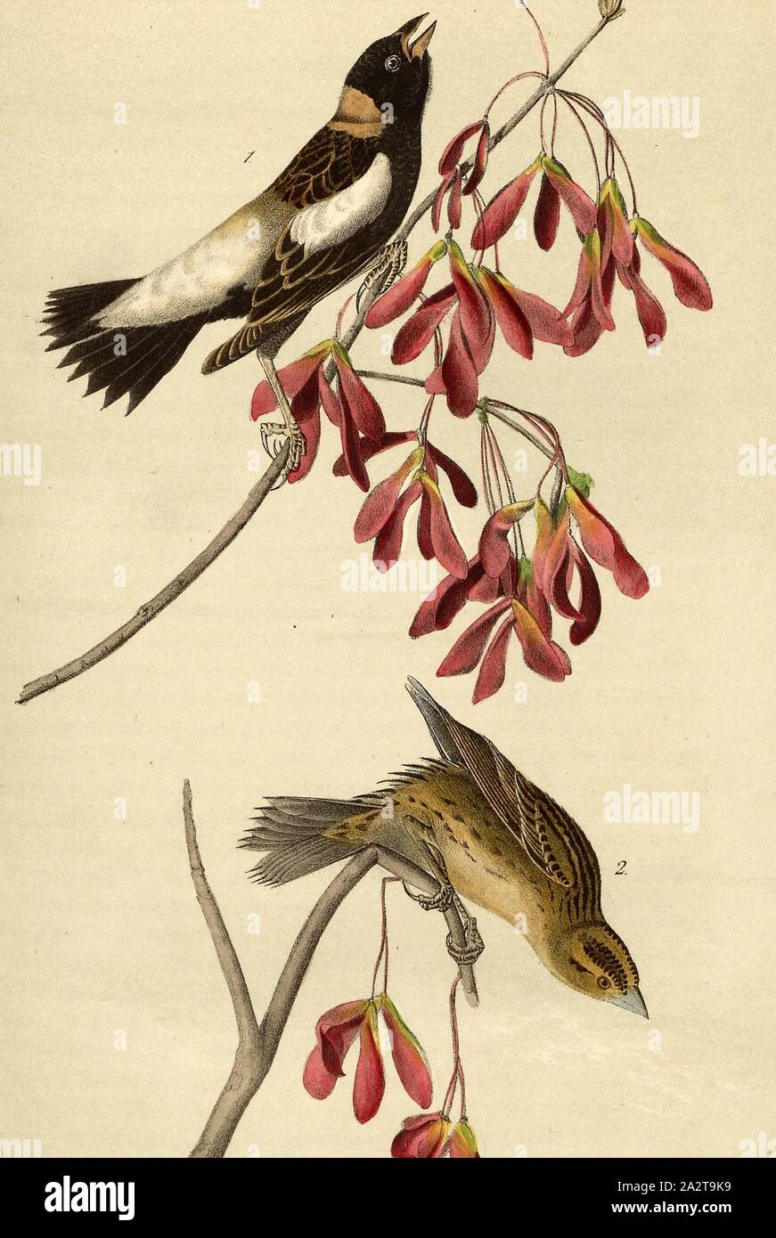 Wandering rice bird hi-res stock photography and images - Alamy