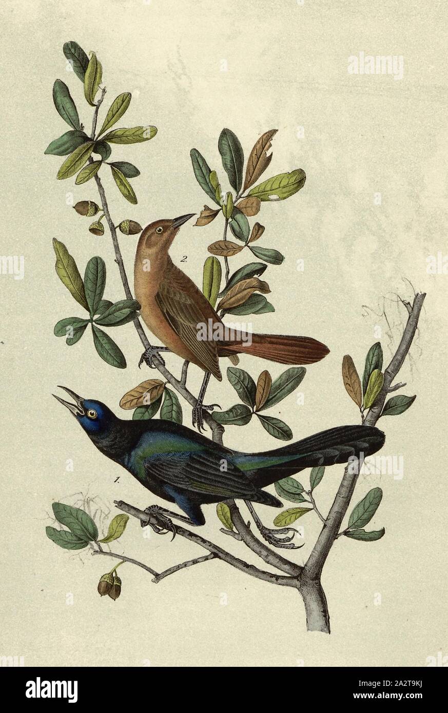 Quercus virginiana birds hi-res stock photography and images - Alamy